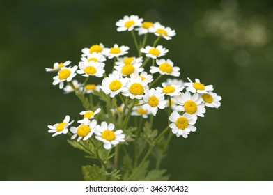 114 Anacyclus pyrethrum Images, Stock Photos & Vectors | Shutterstock
