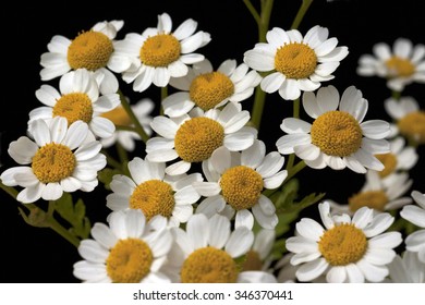 114 Anacyclus pyrethrum Images, Stock Photos & Vectors | Shutterstock