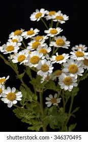 114 Anacyclus pyrethrum Images, Stock Photos & Vectors | Shutterstock