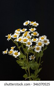 114 Anacyclus pyrethrum Images, Stock Photos & Vectors | Shutterstock