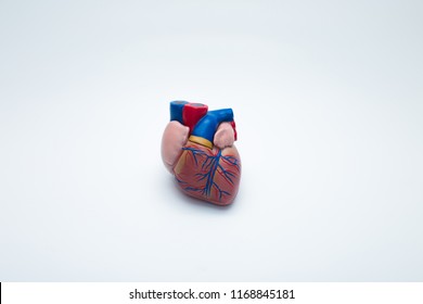 Anatomically Correct Model Human Heart Ventricles Stock Photo ...