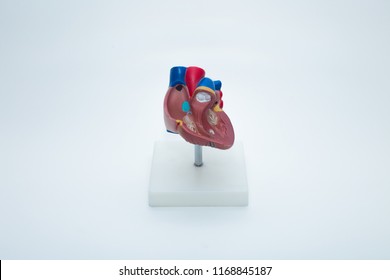 Anatomically Correct Model Human Heart Ventricles Stock Photo ...