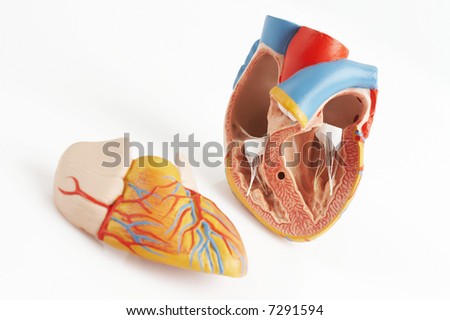 Anatomically Correct Model of the Human Heart with Image - cg7p291594s