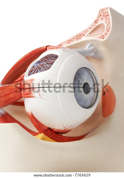 Anatomically Correct Plastic Model Eye Stock Photo (Edit Now) 7769659