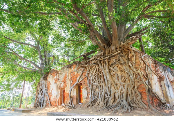 Ancient Brick Temple Root Tree Wat Stock Photo 421838962 | Shutterstock