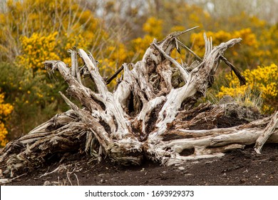 451 Ancient Peat Images, Stock Photos & Vectors | Shutterstock