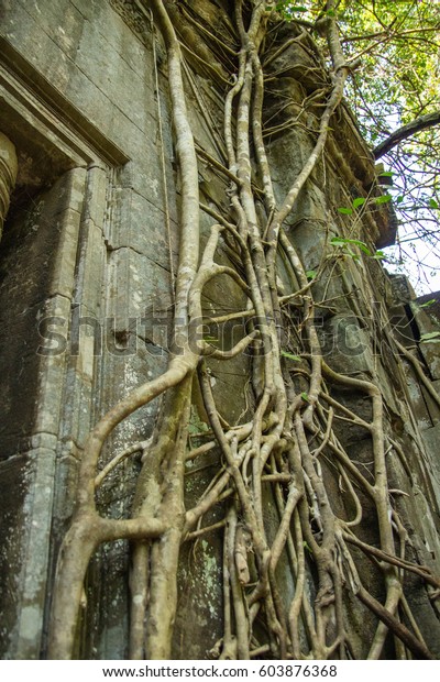 Angkor Tree Stock Photo 603876368 | Shutterstock