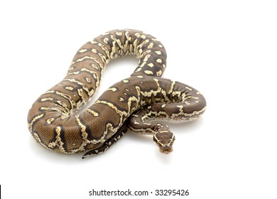 Ghost Columbian Redtailed Boa Boa Constrictor Foto stock 37138744 ...