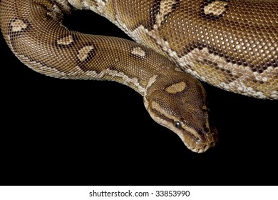 Angolan python : 43 images, photos et images vectorielles de stock ...
