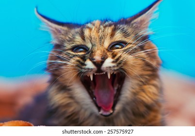 109,846 imágenes de Gato enojado - Imágenes, fotos y vectores de stock ...