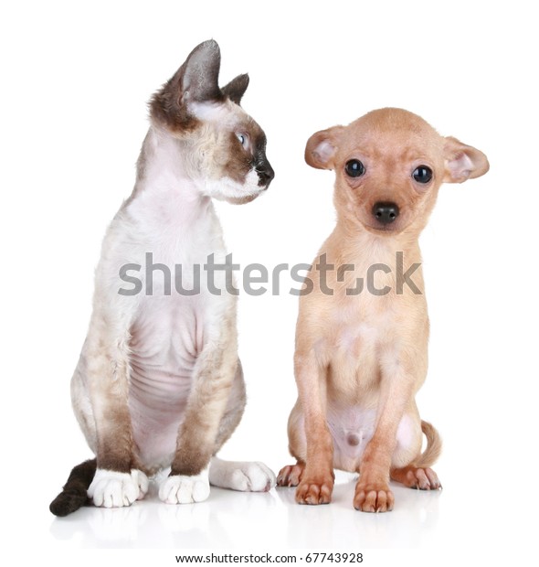Angry Cat Devonrex Breed Scared Toyterrier Stock Photo 67743928 ...