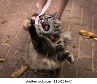1,478 Angry jumping cat Images, Stock Photos & Vectors | Shutterstock