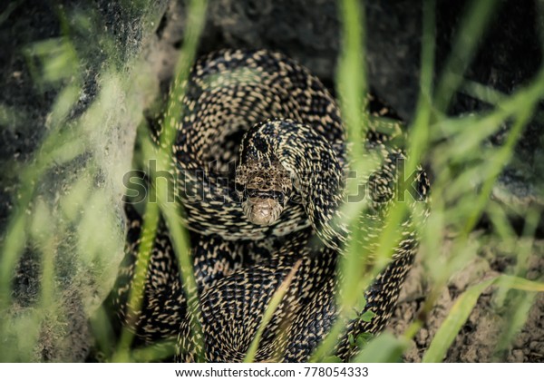 Angry Coiled Snake Stock Photo 778054333 | Shutterstock