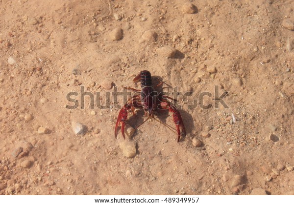 Angry Crayfish Stock Photo 489349957 | Shutterstock