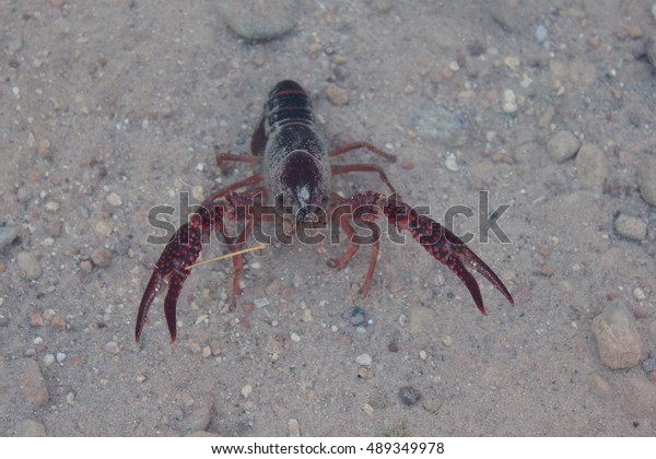 Angry Crayfish Stock Photo 489349978 | Shutterstock
