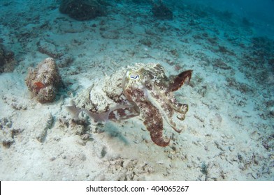 Angry Cuttlefish Stock Photo 404065267 | Shutterstock