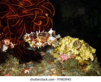 Angry Cuttlefish Stock Photo 97403945 | Shutterstock