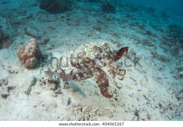 Angry Cuttlefish Stock Photo 404065267 | Shutterstock