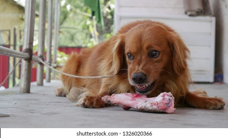 163 Angry dogs with bone Stock Photos, Images & Photography | Shutterstock