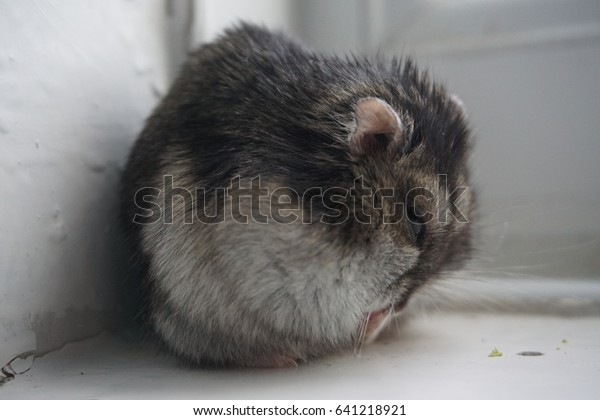 Angry Dwarf Hamster Stock Photo 641218921 | Shutterstock