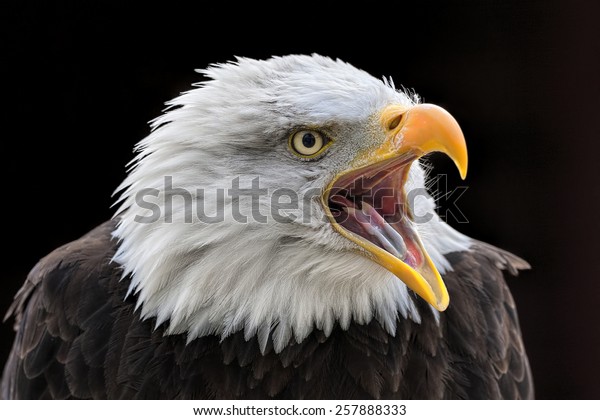 Angry Eagle Stock Photo (Edit Now) 257888333