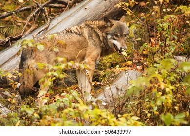 165 Wolf Angry Stare Images, Stock Photos & Vectors | Shutterstock