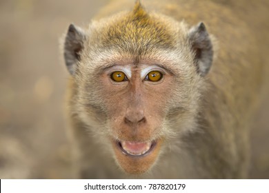 Angry Face Monkey Stock Photo 787820179 | Shutterstock