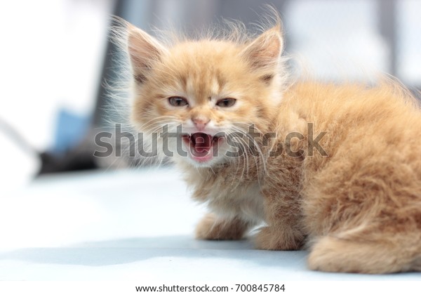 Angry Ginger Kitten Stock Photo (Edit Now) 700845784