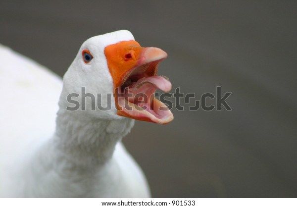 Angry Goose Stock Photo (Edit Now) 901533