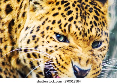Angry Leopard Stock Photo 290012384 | Shutterstock