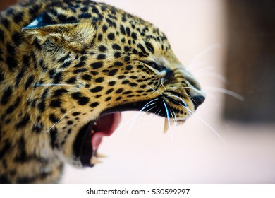 Angry Leopard Stock Photo 530599297 | Shutterstock