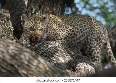 4 Luipaard Stock Photos, Images & Photography | Shutterstock