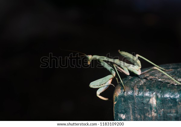 Angry Mantis Stock Photo 1183109200 | Shutterstock
