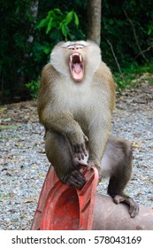 3,894 Chimpanzee angry Images, Stock Photos & Vectors | Shutterstock