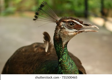 585 Angry peacock Images, Stock Photos & Vectors | Shutterstock