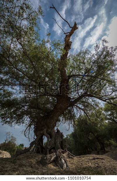 Angry Tree Running Stock Photo 1101010754 | Shutterstock