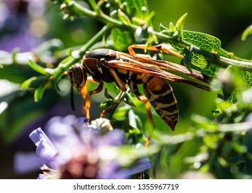 397 Angry wasp Stock Photos, Images & Photography | Shutterstock