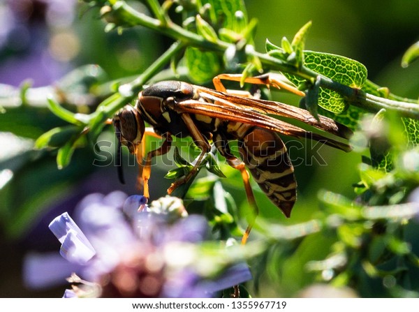 Angry Wasp Spring Stock Photo 1355967719 | Shutterstock