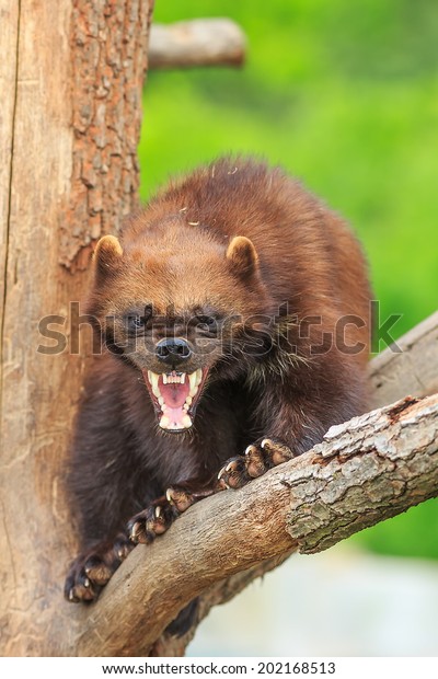 396 Wolverine Angry Images, Stock Photos & Vectors | Shutterstock