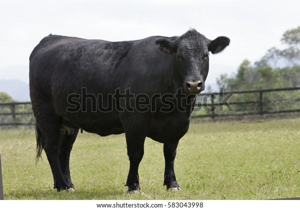 Angus Stock Photo 583043998 | Shutterstock