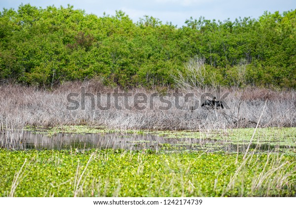 Anhinga Devil Bird Standing Marsh Swamp Stock Photo (Edit Now) 1242174739