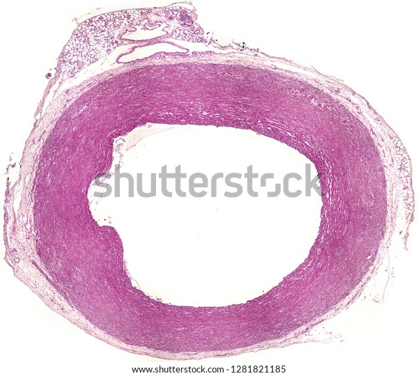 Animal Aorta Section Under Microscope库存照片1281821185 | Shutterstock