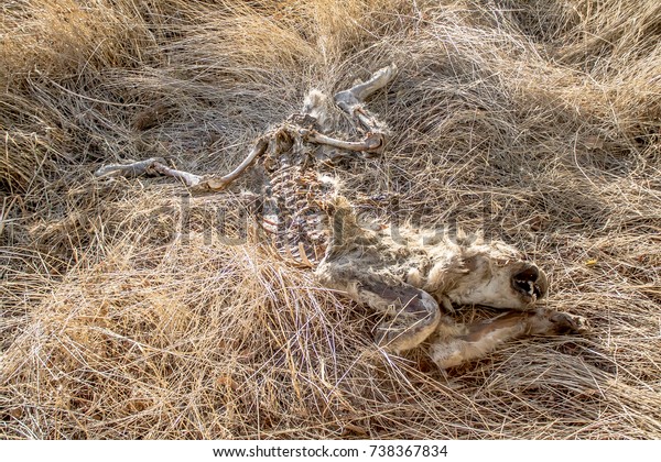 Animal Corpse Grass Stock Photo 738367834 | Shutterstock