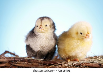 Newborn Chicks Orange Chicks Communicate Each Stock Photo (Edit Now ...