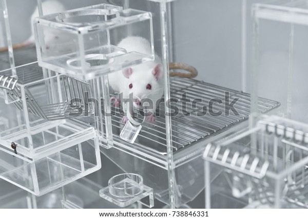 Animal Experiments Urine Collection Using White Stock Photo (Edit Now ...