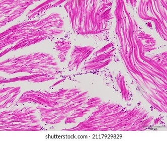 Animal Tissue Samples Under Microscope Lab Stock Photo (Edit Now ...