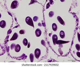 Animal Tissue Samples Under Microscope Lab Stock Photo (Edit Now ...
