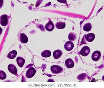Animal Tissue Samples Under Microscope Lab Stock Photo (Edit Now ...