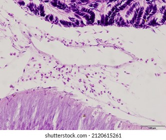 Motor Neuron Nerve Cells Under Microscope Stock Photo (Edit Now) 2112769442