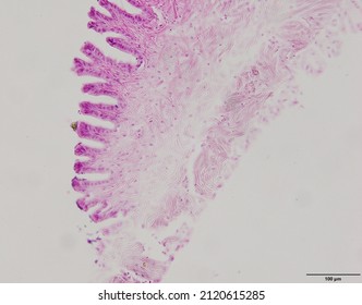 Animal Tissue Samples Under Microscope Lab Stock Photo (Edit Now ...